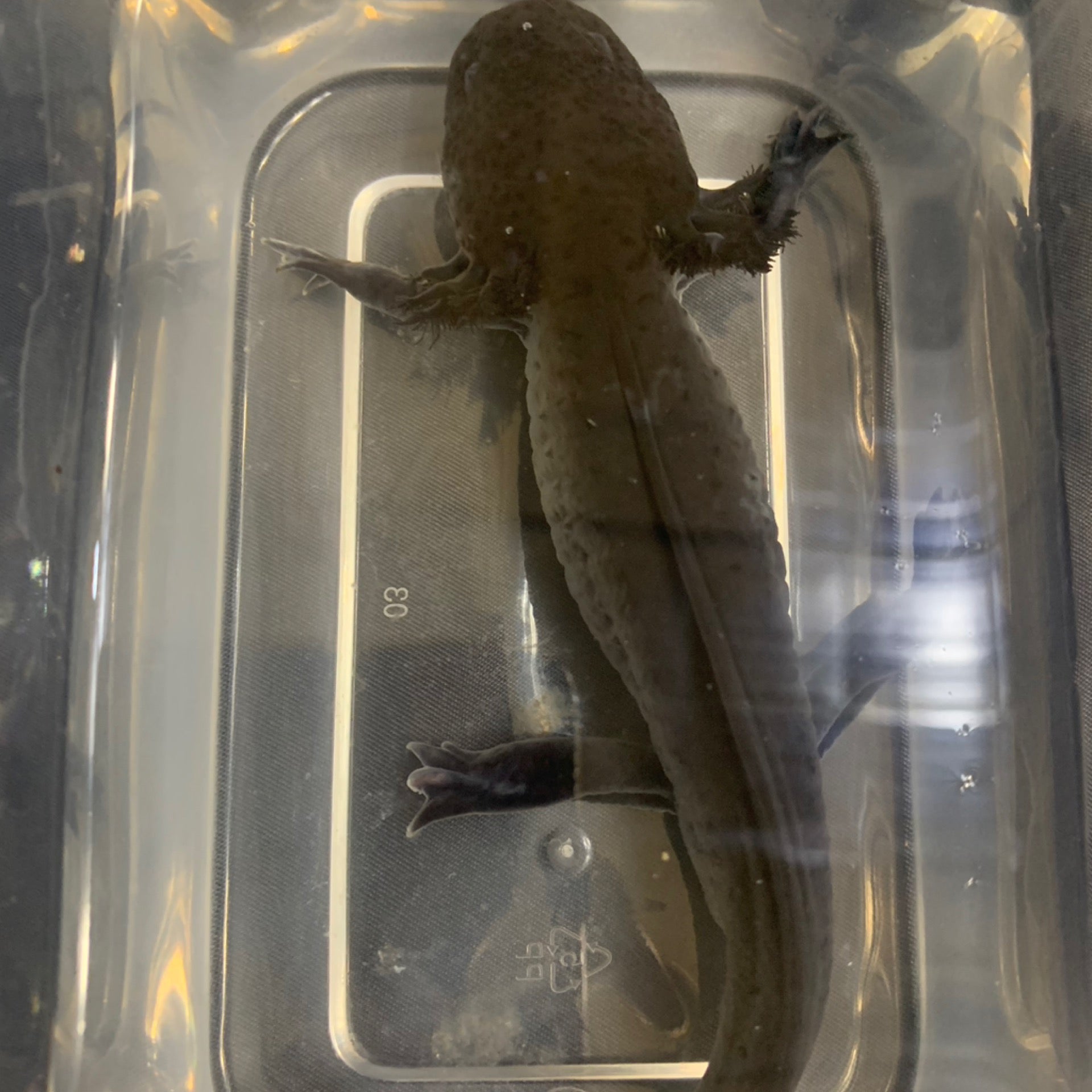 Male Melanoid 6-8” | Ephemera Exotics, LLC